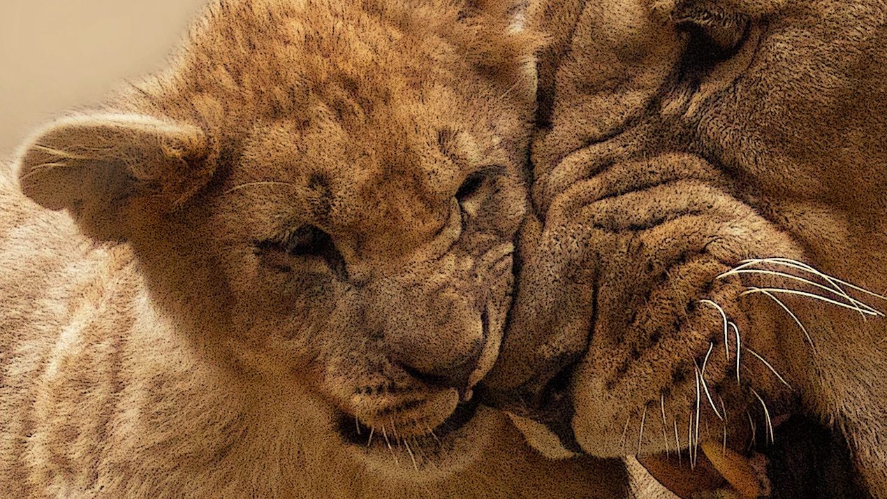 Young Lions Finland 2023 competition announces 23 entries for the ...